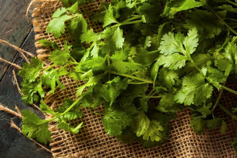 Cilantro: Delicious Culinary Herb and Healing Herbal Medicine