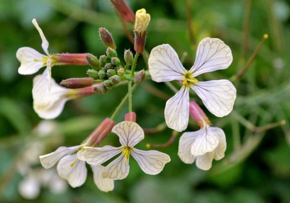 Decorate Your Food - Six Spicy Edible Flowers