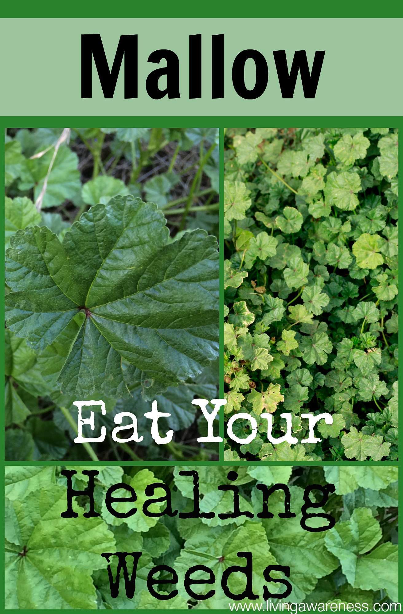 Healing Weeds Mallow - Kami McBride