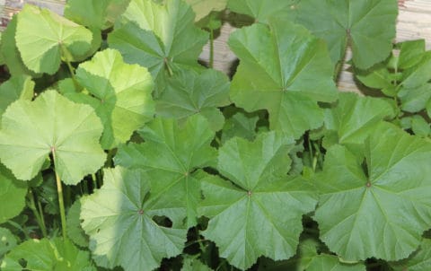 Mallow: The Edible Weed With Health Benefits