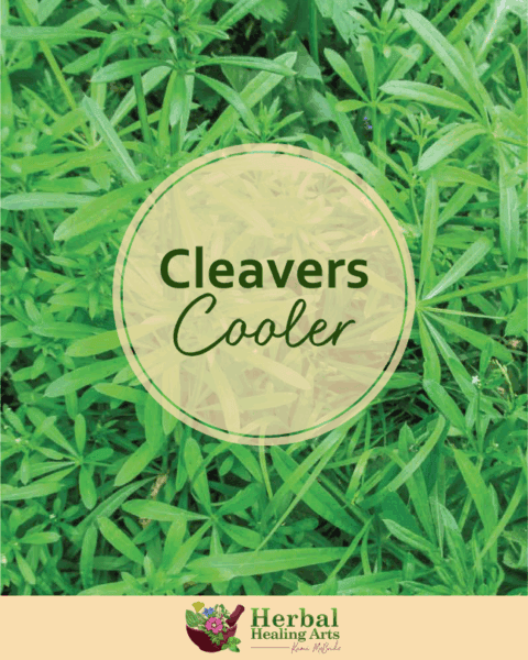 Wildcrafting: How to Harvest & Drink Cleavers - Kami McBride