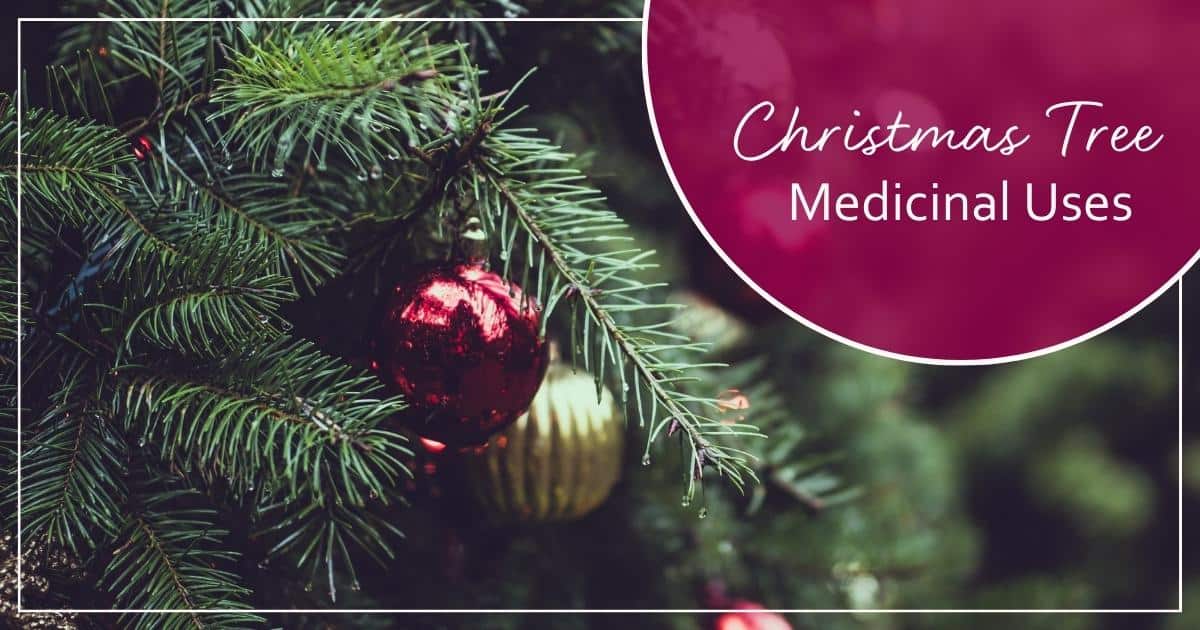 5 Medicinal Uses for Your Christmas Tree - Kami McBride