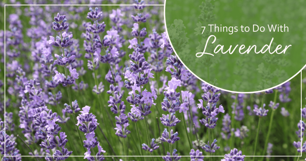 7 Things to Do With Lavender - Kami McBride