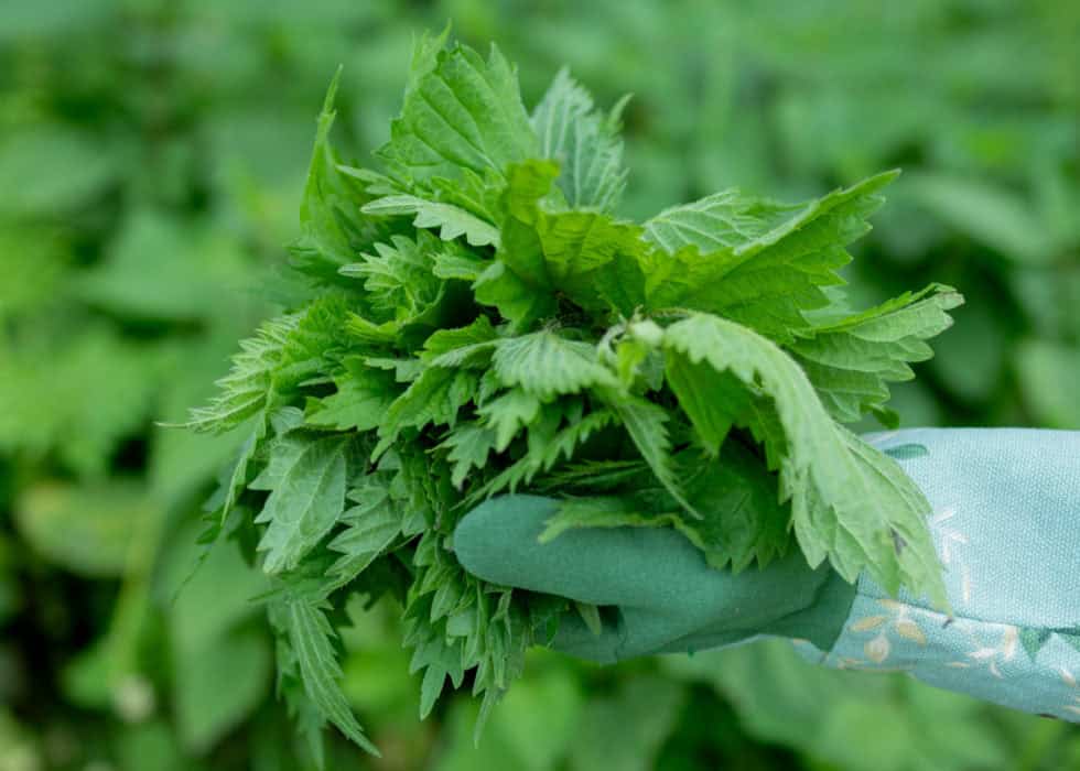 How To Harvest Nettle Without Getting Stung Kami Mcbride
